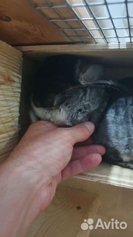 Шиншилла и витрина