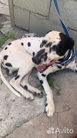 Найдена собака породы Далматин