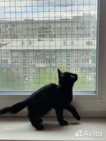 Дорога домой. Кошка в дар