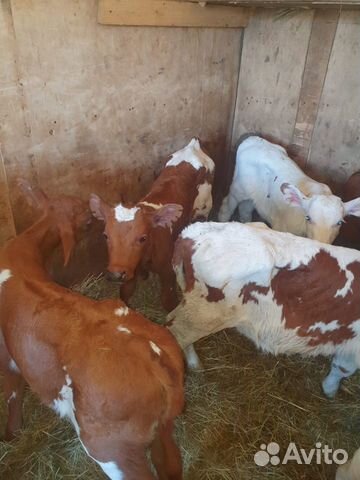 Телята бычки телочки доставка