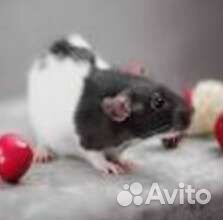 Декоративные крысы decorative mice