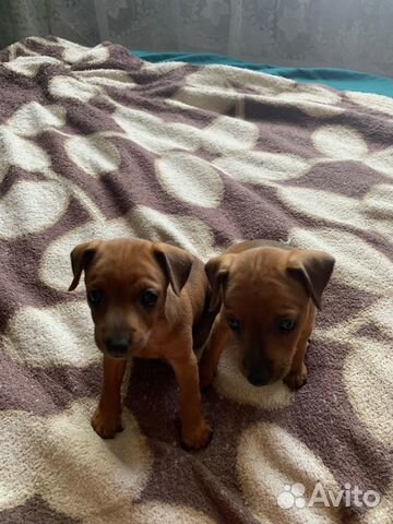 Щенки цвергпинчера