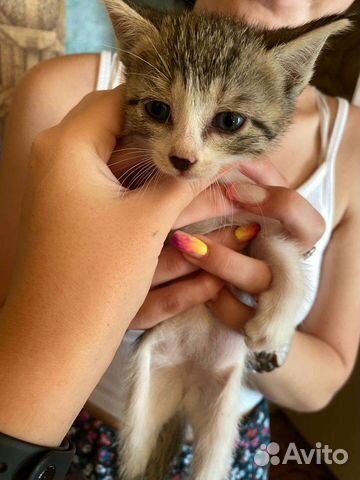 Котята в добрые руки бесплатно