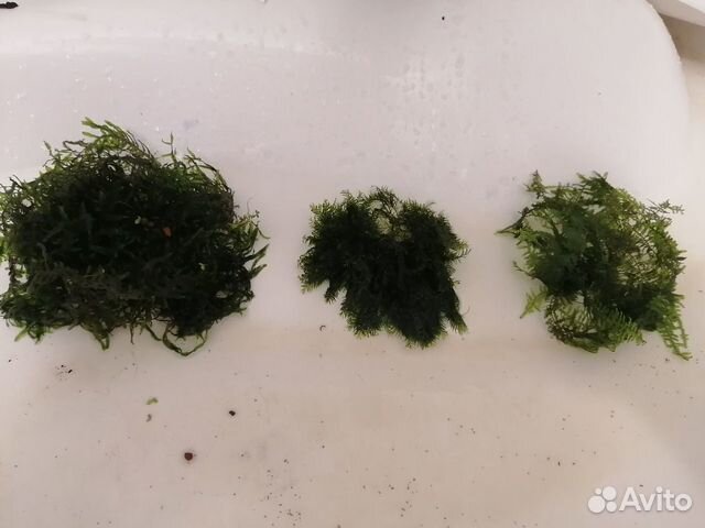 Аквариумные мхи