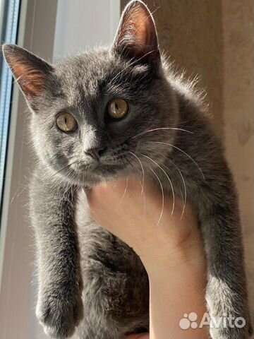 Котенок великан Кузов