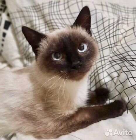 Тайский котёнок в добрые руки
