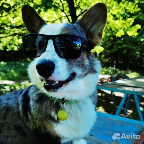 Вельш-корги кардиган вязка