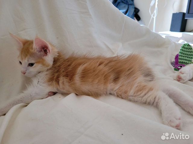 Котята курбобики