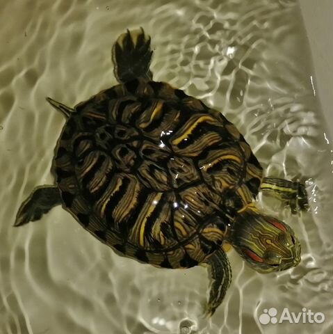 Красноухие черепахи