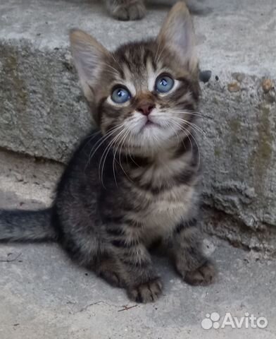 Котята камышового окраса будут шикарными кошечками