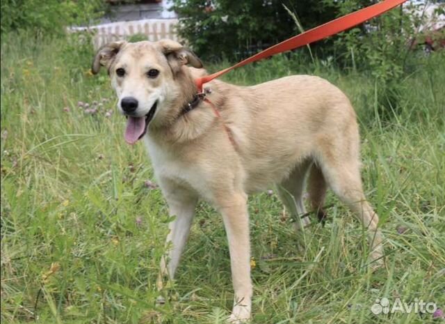 Собачка Барби в добрые руки