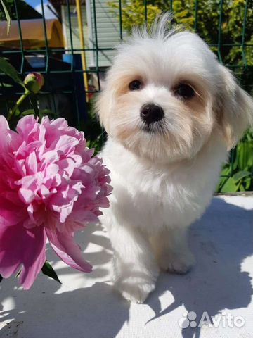 Мальтийская болонка девочка(Мальтезе)