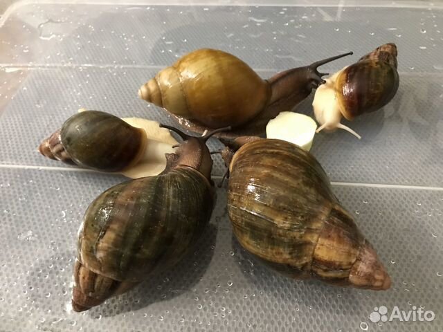 Улитки Ахатина Фулика, Архахатины Бенин и Иктерика