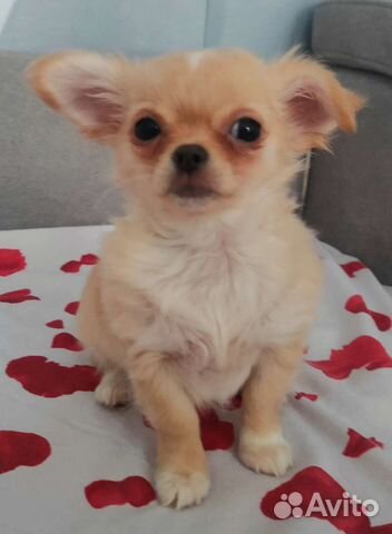 Чихуахуа чудо девочка