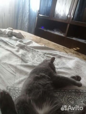 Кошка в дар бесплатно