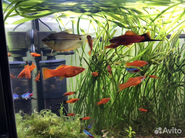 Продам/отдам рыбок