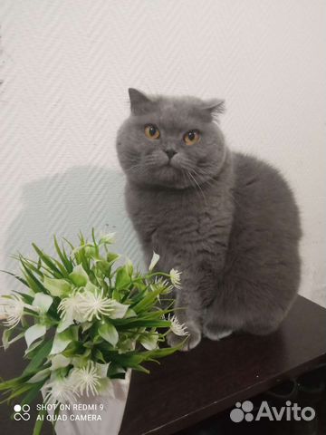 Булочка в добрые руки