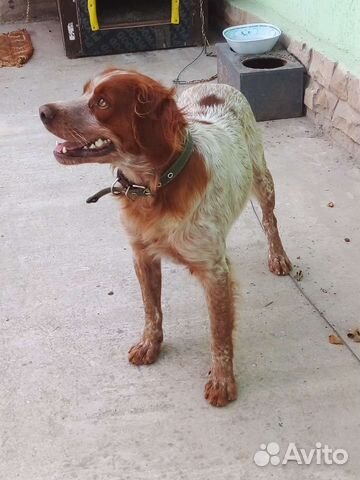 Кобель для вязки Бретонский эпаньоль 2 года