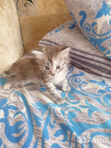 Самые лучшие котята в дар