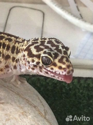 Ящерица с террариумом и ковриком с подогревом