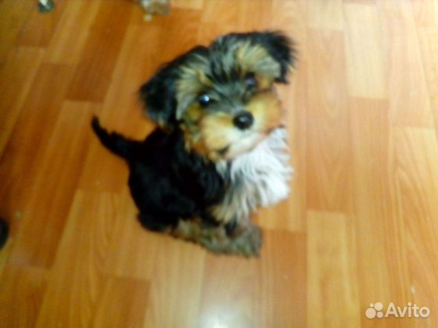 Йоркширский терьер