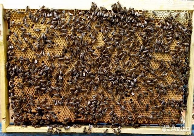 Рамки С расплодом обсиженную пчелами