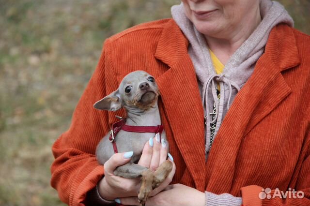 Маличики той лиловые мини