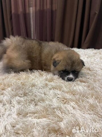 Собака акита ину щенок