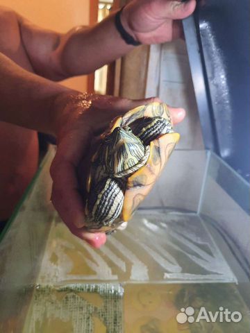 Красноухая черепаха с аквариумом бесплатно