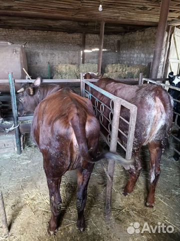 Телки на мясо