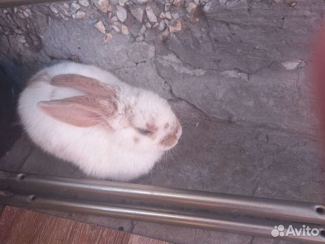Карликовый кролик
