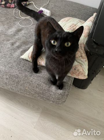 Черный котейка ищет дом
