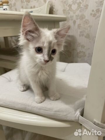 Котята - девчата в добрые руки