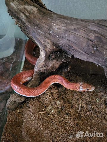 Маисовый полоз blood red