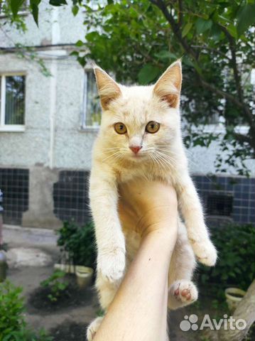 Котенок в добрые руки