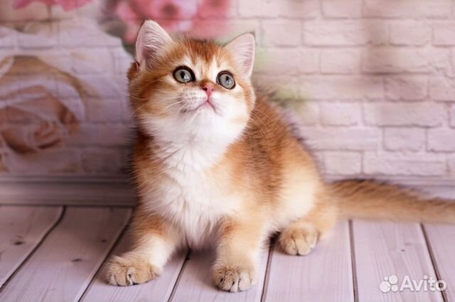 Очаровательная девочка, золотая шиншилла, ny11