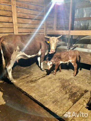 Корова дойная с теленком