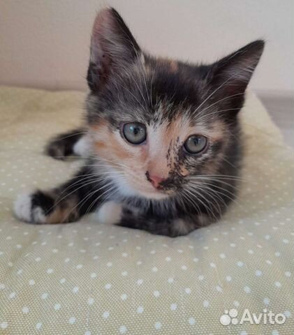 Котёнок богатка