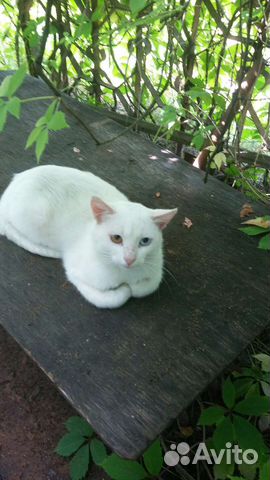 Кошка с разными глазами