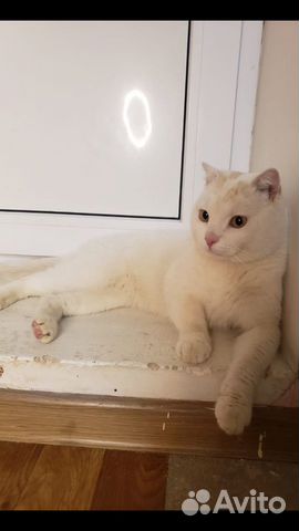 Кастрированный Стив ищет дом