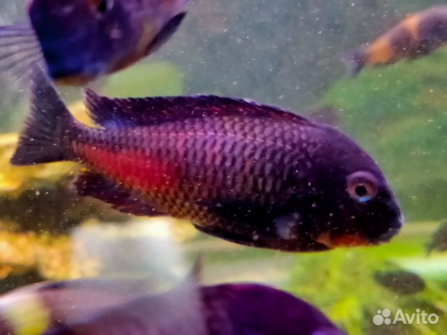 Трофеусы Дубаиси,Чимбо,Булу Поинт