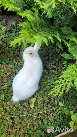 Декоративные кролики