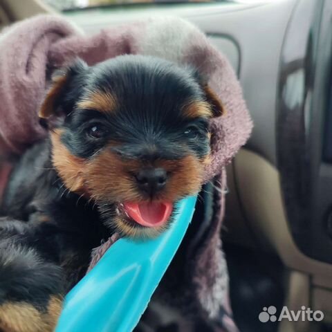 Йоркширский терьер