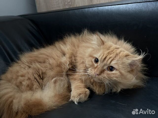 Кот в добрые руки