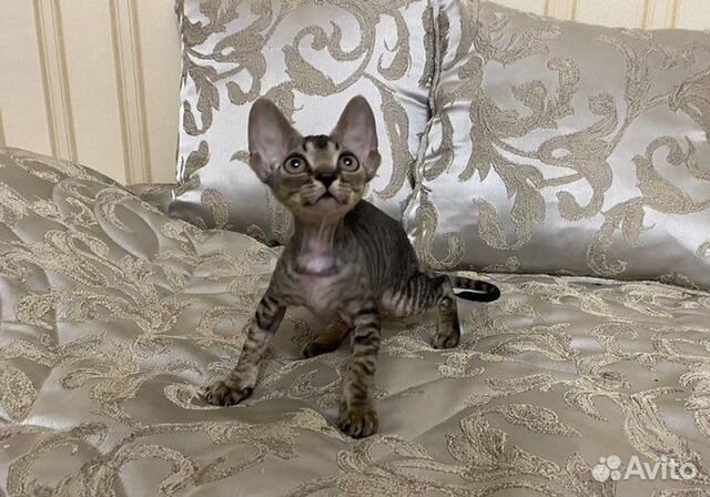 Девон рекс тигровый Яша