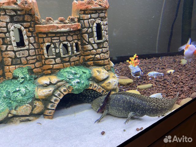 Аксолотль мальчик и девочка