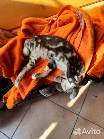 Кошка в дар бесплатно