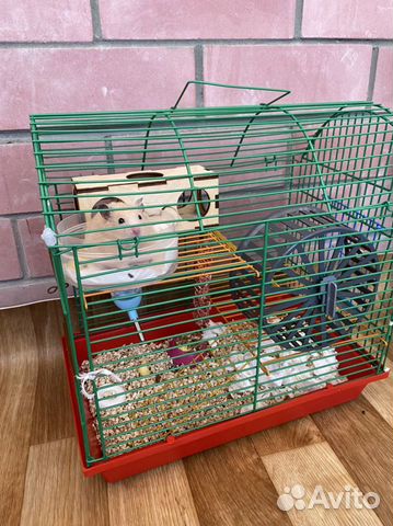 Сирийский хомяк