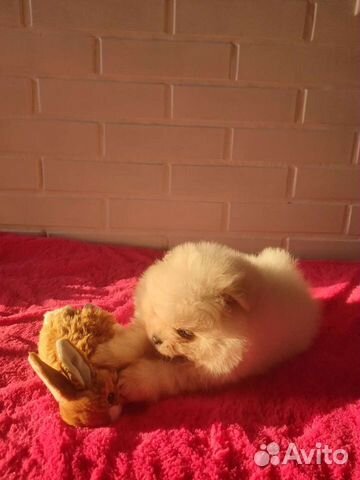 Шалун Балун