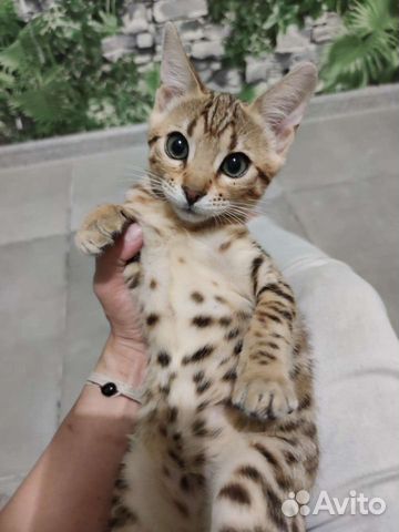 Бенгальская кошечка 3 месяца
